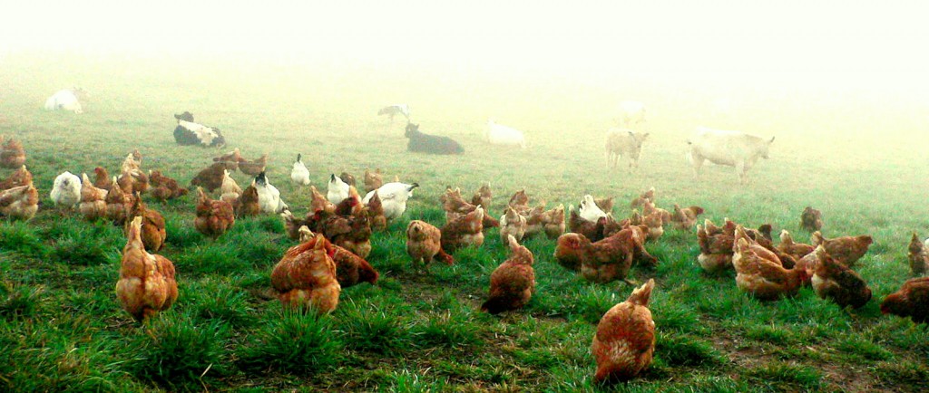 Chicken Run - River Cottage Farm