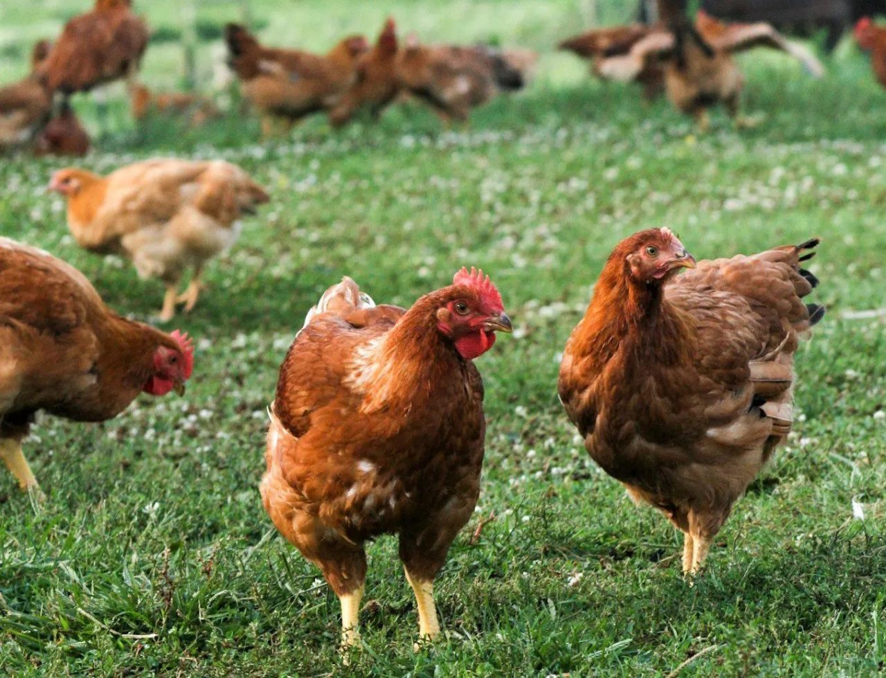 Our Products - River Cottage Farm